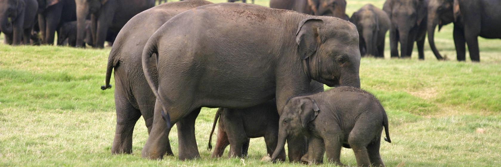 斯里兰卡恩比利皮蒂耶10大推荐酒店 （163元起）