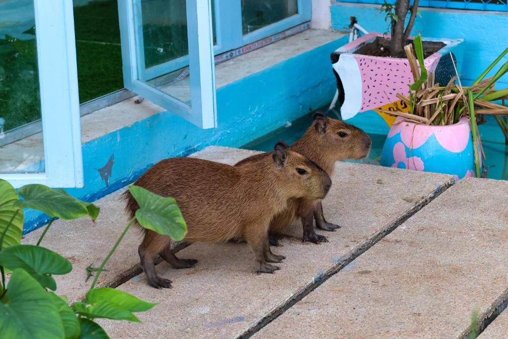 Casa de Capybara,Phumĭ Kruŏs（2026年最新房价）